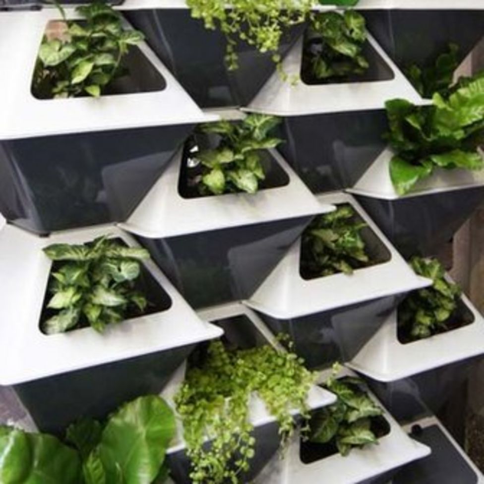 Growing your own in a small city home - BBC News