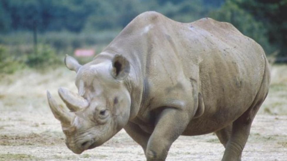 US gives Texan rhino hunter an import permit - BBC News
