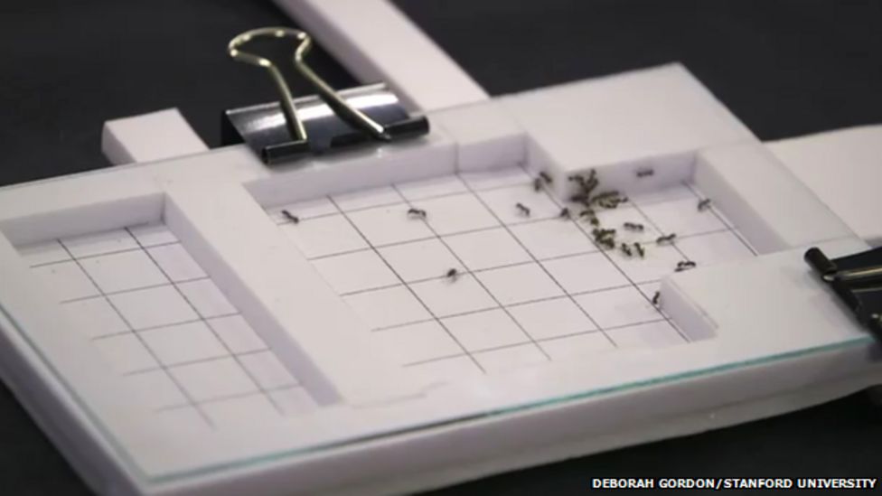 Ants in space grapple well with zero-g - BBC News