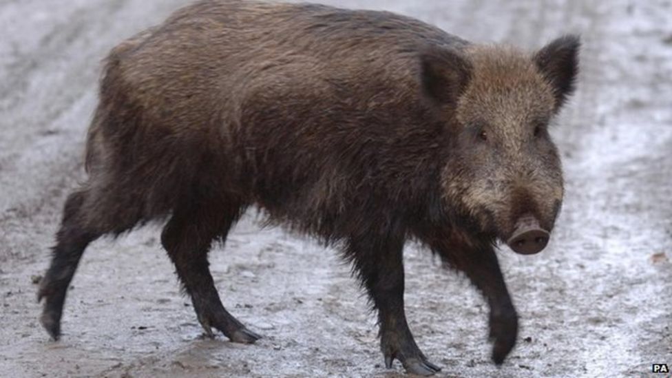 Wild boar 'is shot with arrow' in Forest of Dean - BBC News
