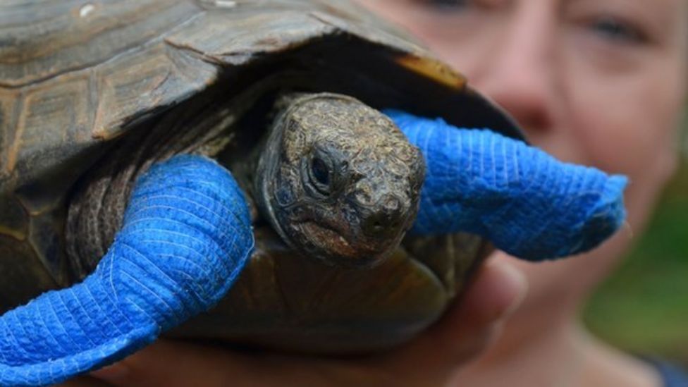 Tortoise, 90, fitted with wheels following rat attack - BBC News