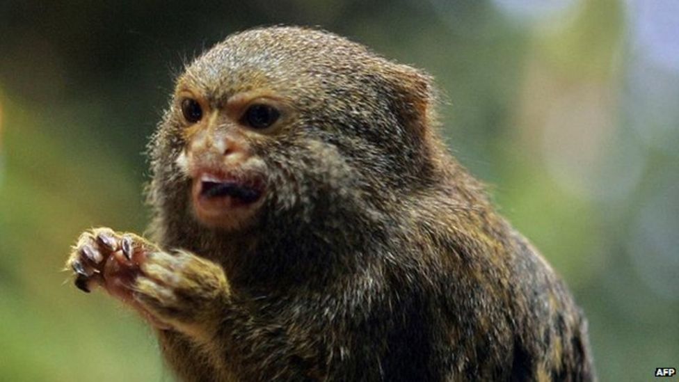 Saudis refuse Swedish zoo's monkeys in diplomatic spat - BBC News