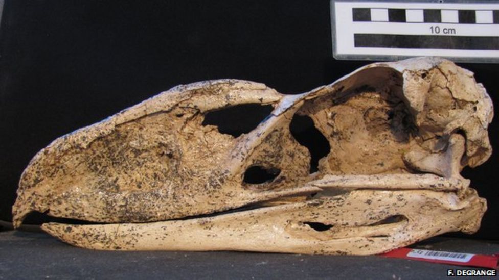 'Terror birds' had deep voices, fossil suggests - BBC News