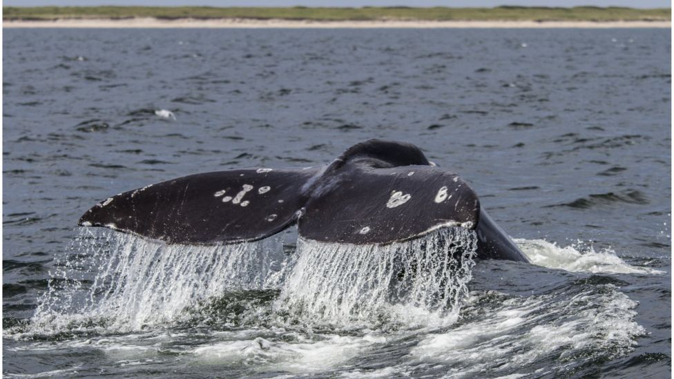 In pictures: Drones take whale science to new heights - BBC News