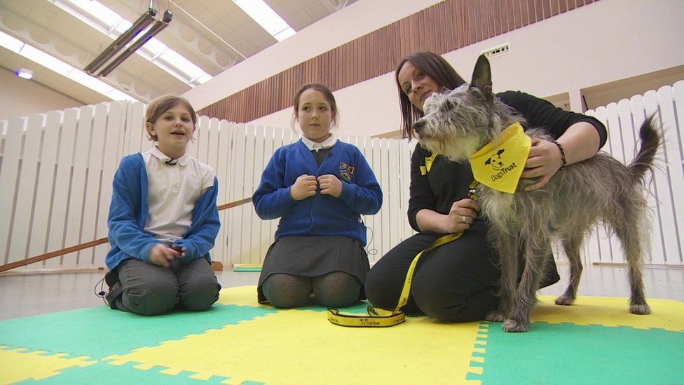 Pictures: Dogs with the most followers invited to Crufts - BBC Newsround