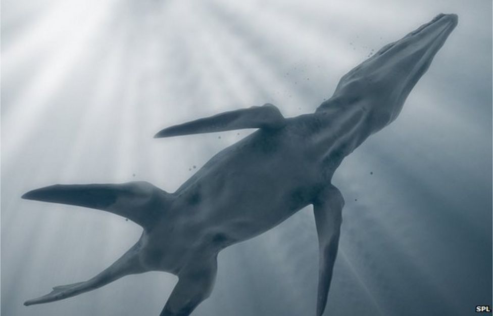 Zombie worms ate plesiosaur bones - BBC News