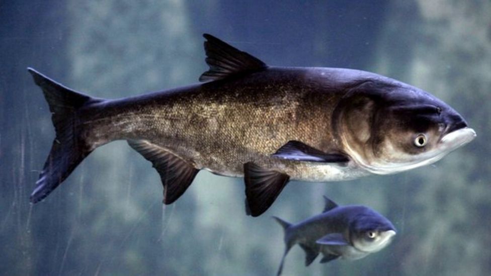 Who, What, Why: Why did giant fish hurl themselves at rowers? - BBC News