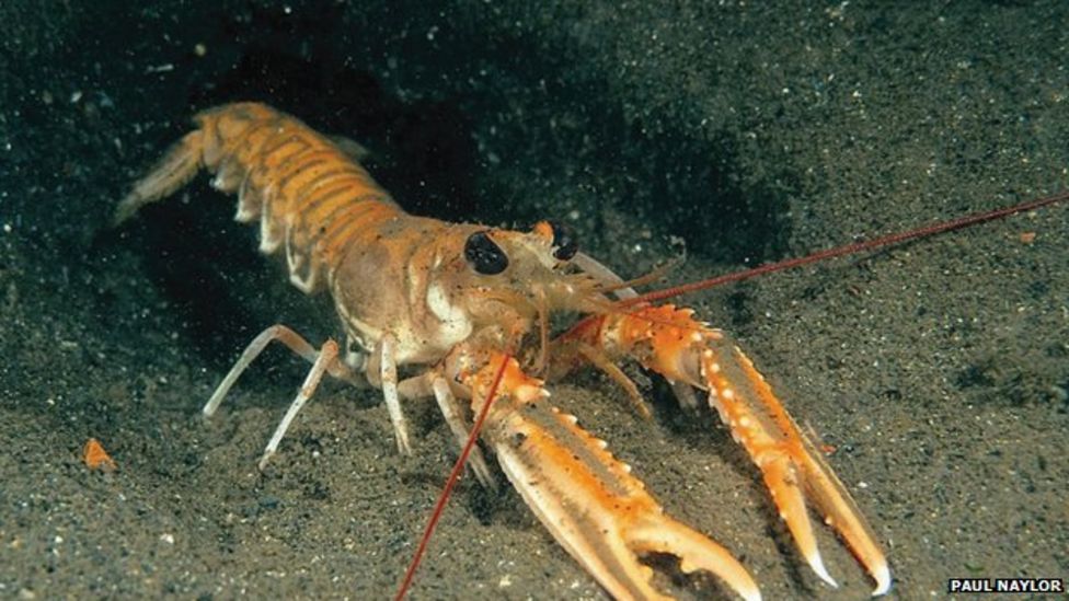 Irish Sea: Wildlife Trust warns of 'marine disaster' - BBC News