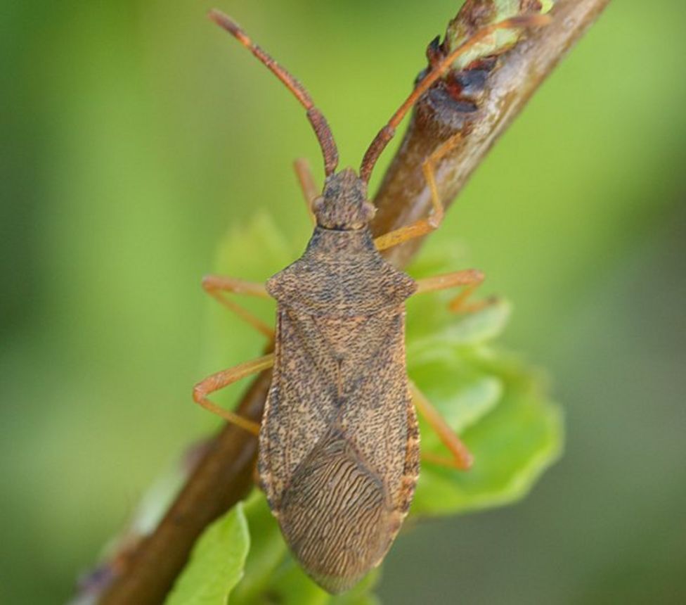 Attenborough Nature Reserve: Rare bug found during species challenge ...