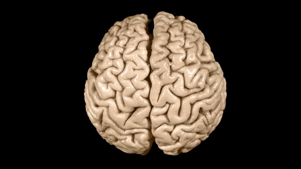 Physics of brain wrinkles copied in a jar - BBC News