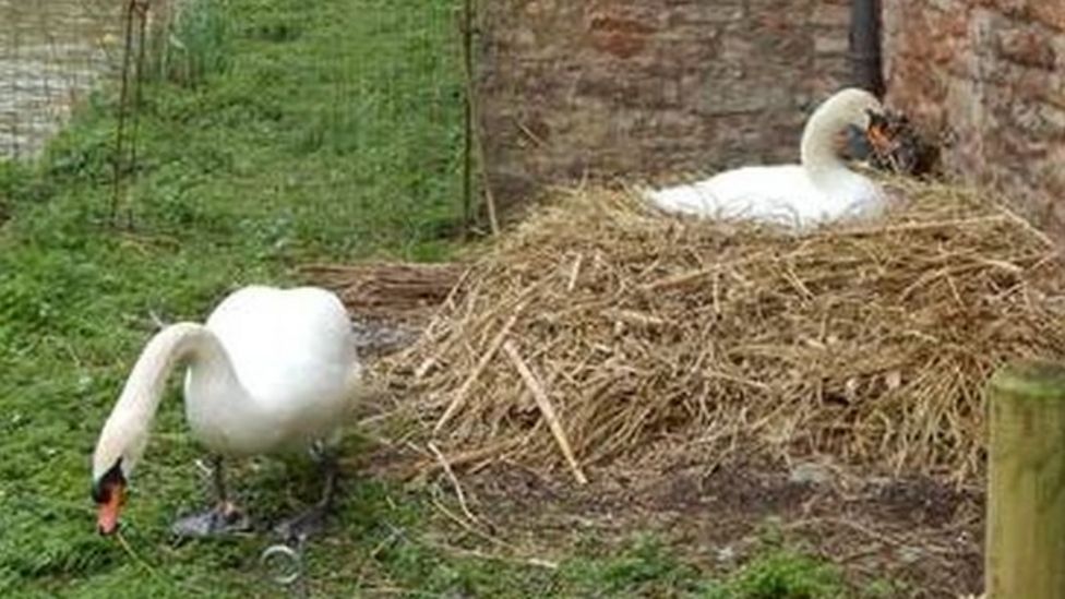 Bishop's Palace in Wells launches new 'swan cam' - BBC News