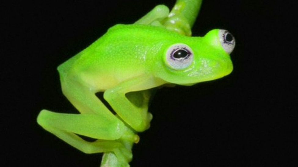 A frog that can glow in the dark found in South America - BBC Newsround