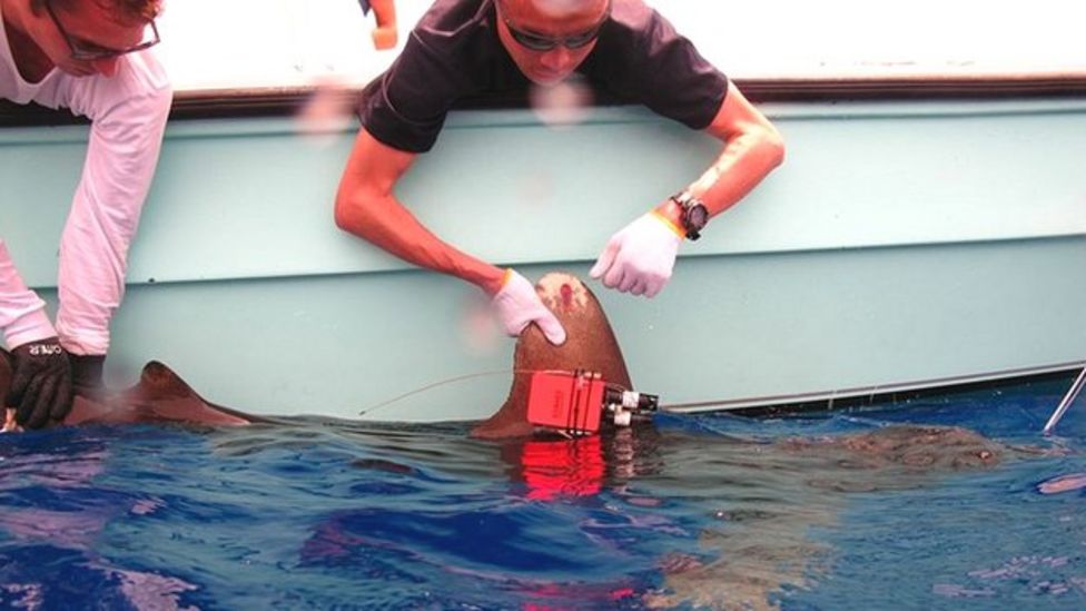 Warm-blooded fish traps its own heat in the deep - BBC News