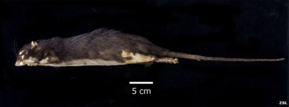 Caribbean super-rat history extracted from DNA - BBC News