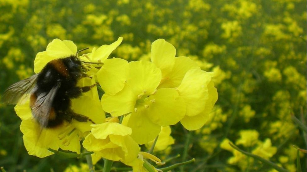Prehistoric farmers were first beekeepers - BBC News