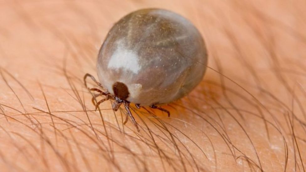 European Space Agency backs work mapping Scottish tick hotspots - BBC News