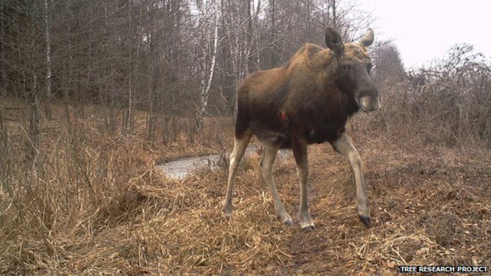 Cameras reveal the secret lives of Chernobyl's wildlife - BBC News