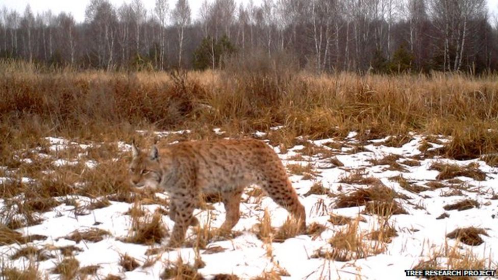 Cameras reveal the secret lives of Chernobyl's wildlife - BBC News
