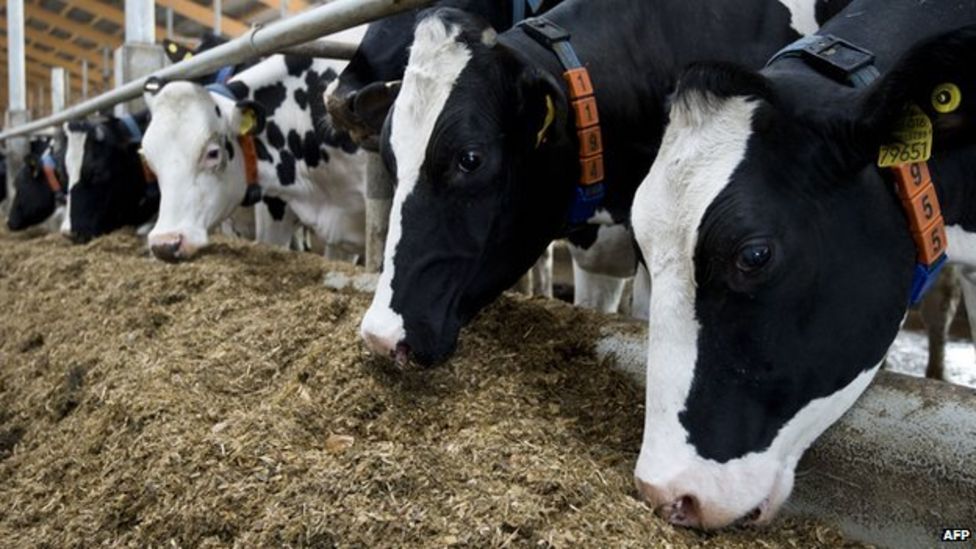 EU allows sale of more GM food crops for livestock - BBC News