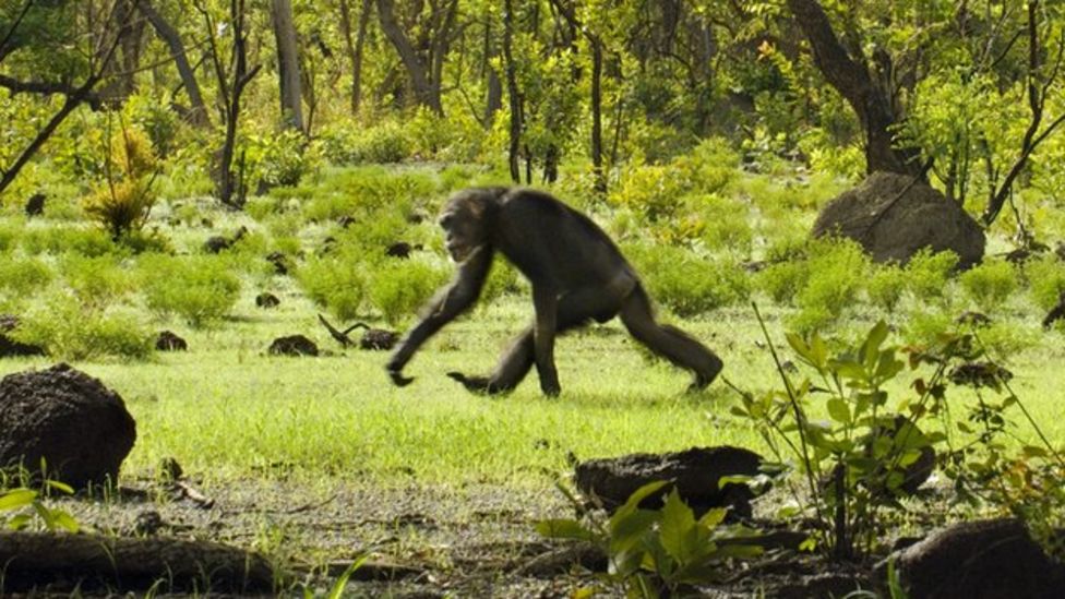Lower back pain linked to chimpanzee spine shape - BBC News