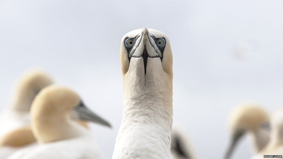 In pictures: Spring Fling photographers - BBC News