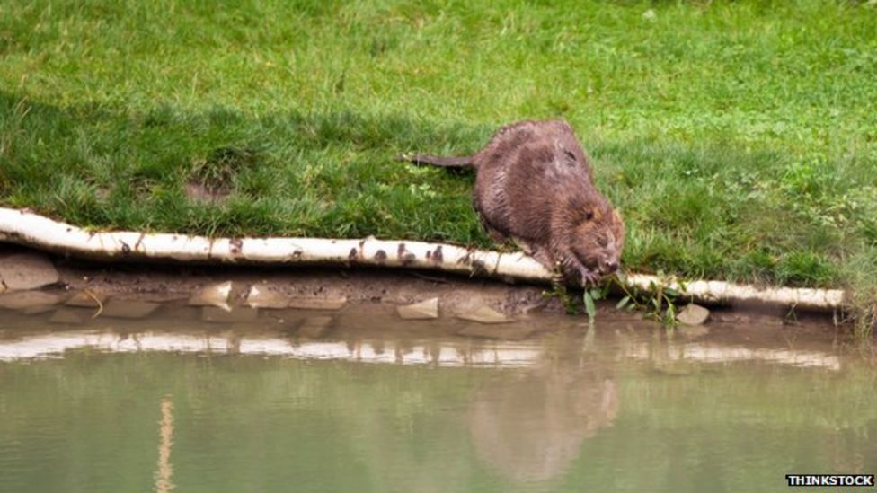 Tayside beaver colonies 'adapting well to Scotland' - BBC News