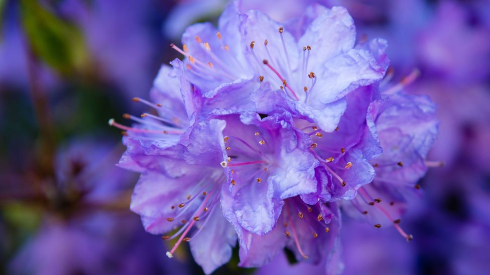 Your pictures of Scotland: 24 April - 1 May - BBC News