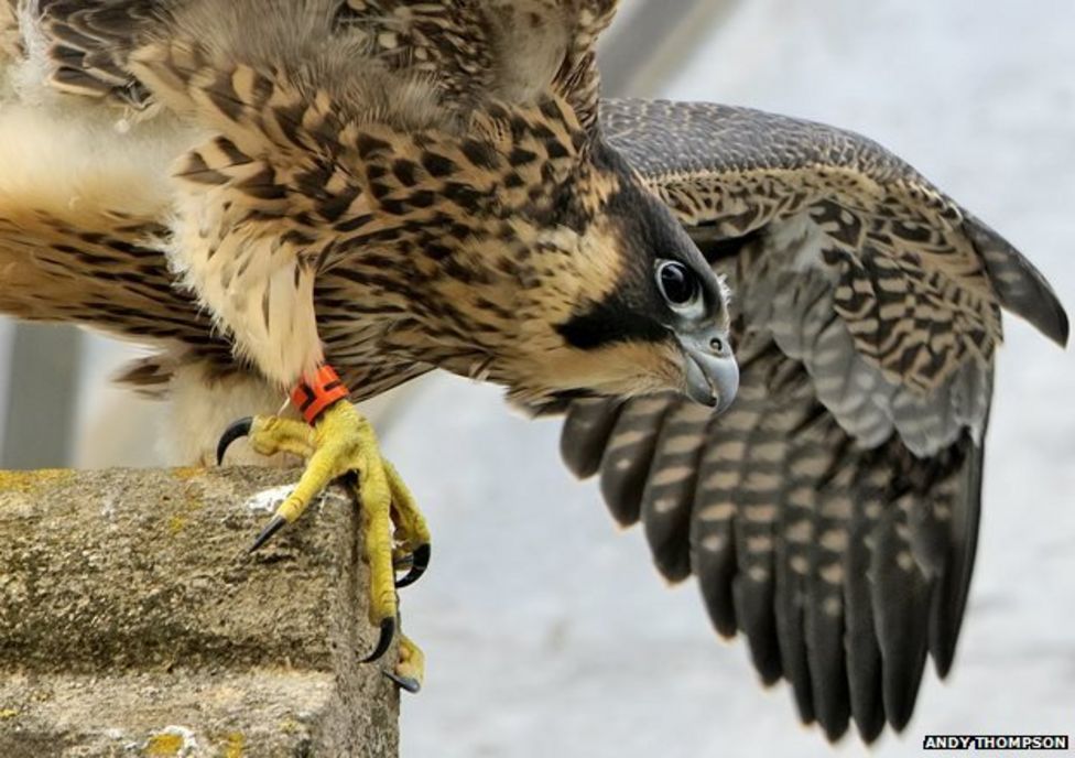 Norwich Cathedral peregrine falcons: Watching the watchers - BBC News