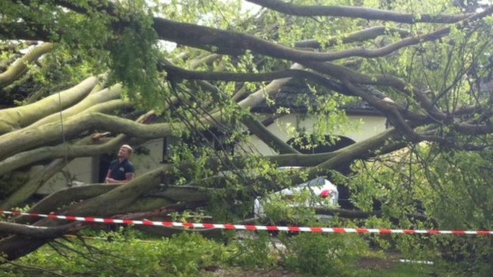 'Nationally significant' tree crashes into Suffolk homes - BBC News