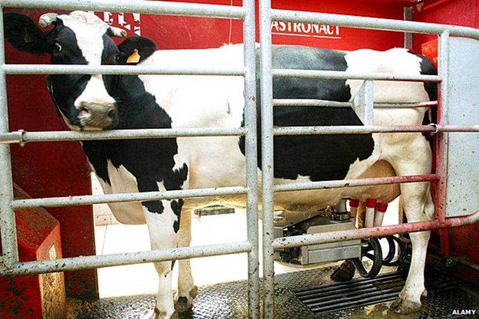 The cows that queue up to milk themselves - BBC News