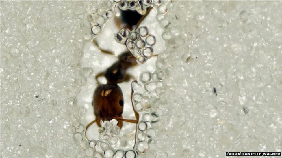 Invasive ants are extreme excavators - BBC News