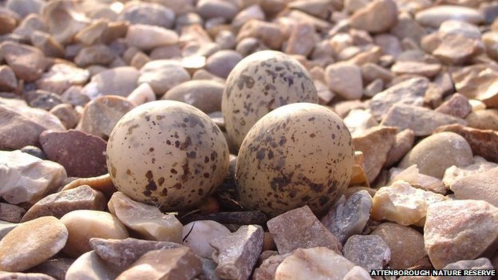 Attenborough Nature Reserve concerns over rare bird egg 'thief' - BBC News