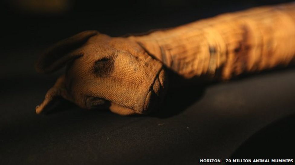 70 million animal mummies: Egypt’s dark secret - BBC News