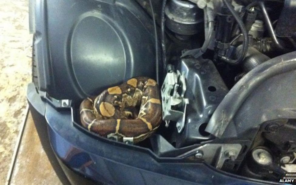 The hitchhiking snakes of the Caribbean - BBC News