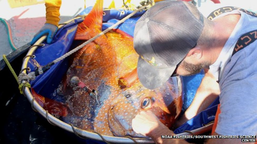 Warm-blooded fish traps its own heat in the deep - BBC News