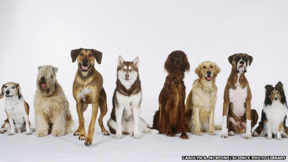 DNA hints at earlier dog evolution - BBC News