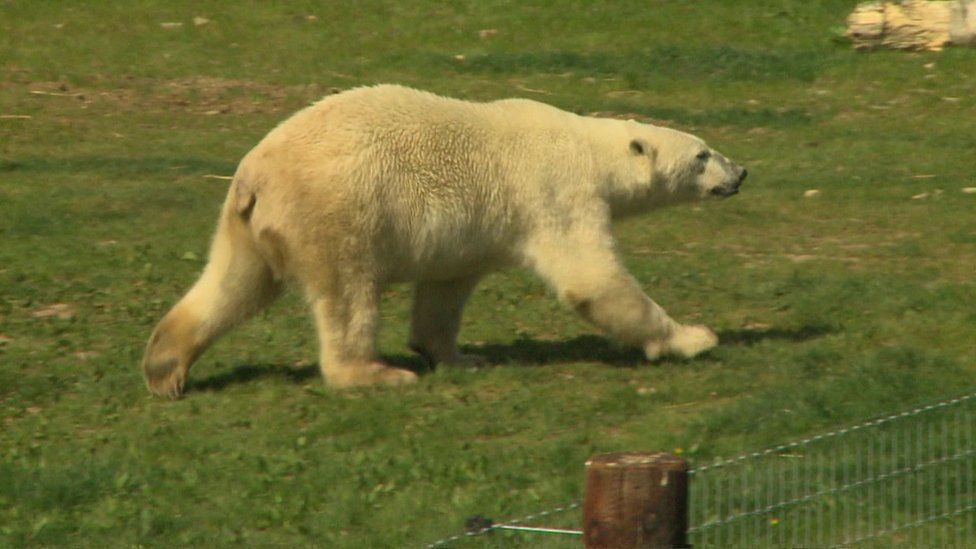 Why are Canadian polar bears pooping glitter? - BBC Newsround