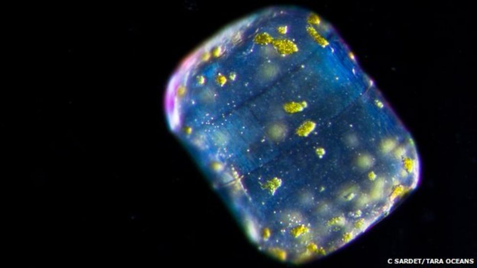 Ocean's hidden world of plankton revealed in 'enormous database' - BBC News