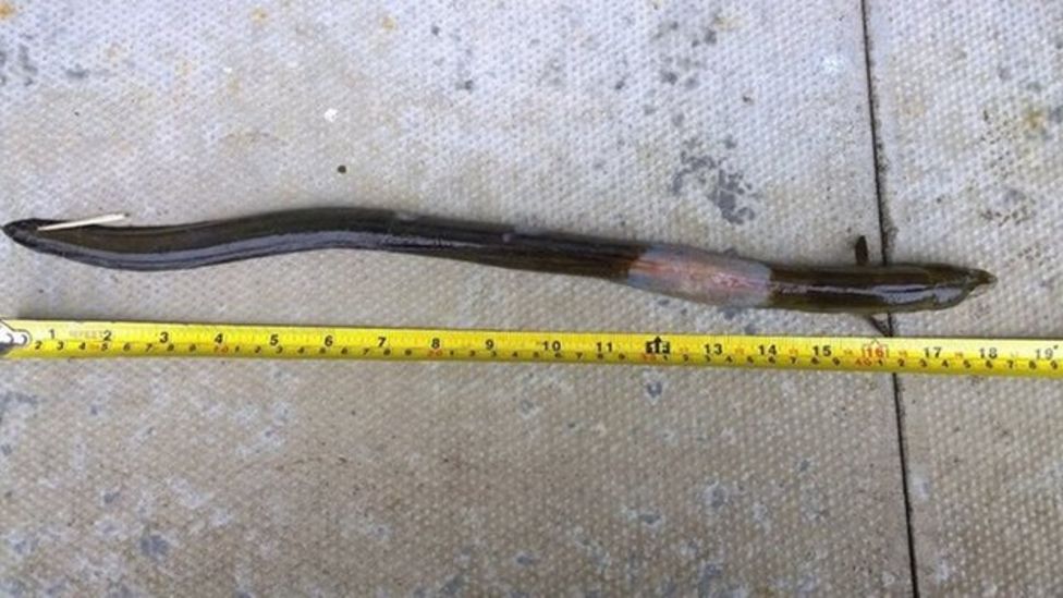 Eel illness sparks fears for salmon in Scottish rivers - BBC News