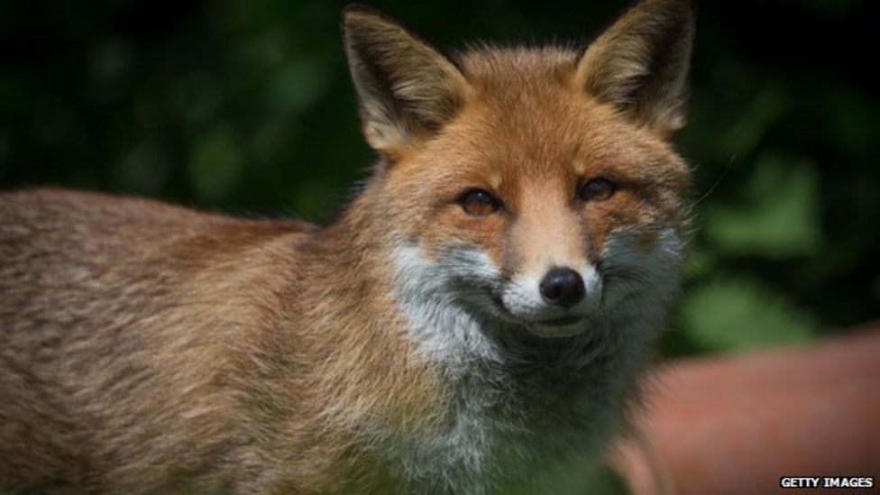 Hunting ban ex-MP Mike Foster finds dead fox on drive - BBC News
