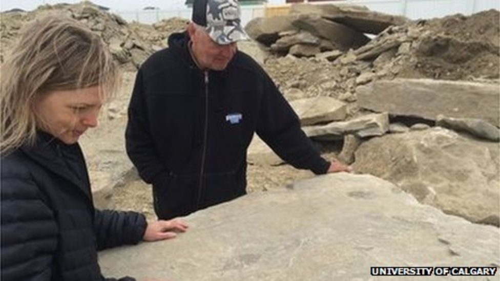 Alberta 'creationist' finds 60m-year-old fish fossils - BBC News