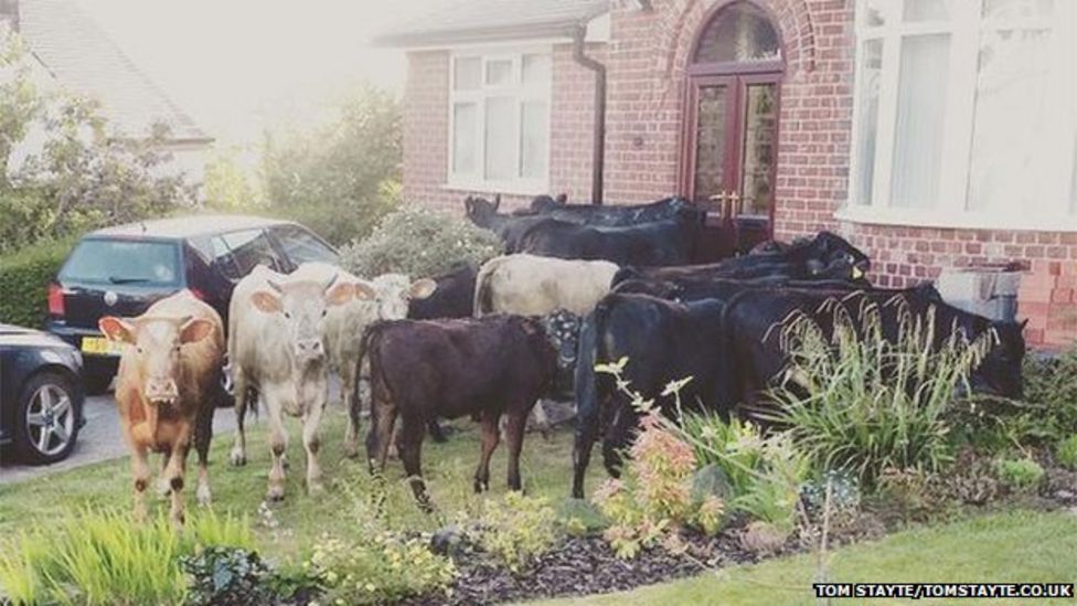 Escaped cows roam streets of Sheffield - BBC News