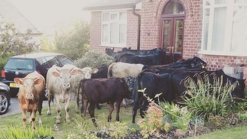 Market Harborough: Cow trapped on tennis court after escaping - BBC News