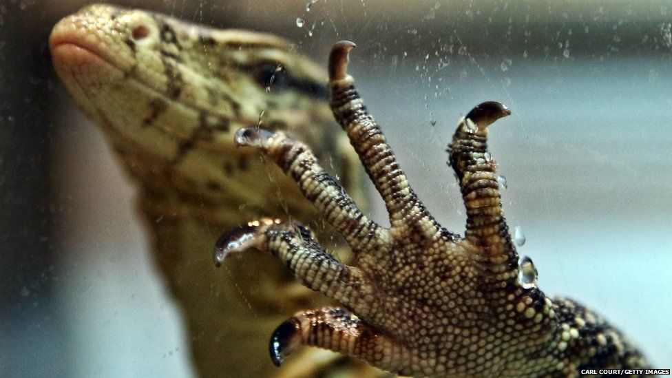 In pictures: Exotic animal rescue - BBC News