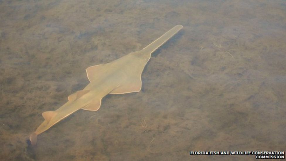 'Virgin-born' sawfish are a first in the wild - BBC News