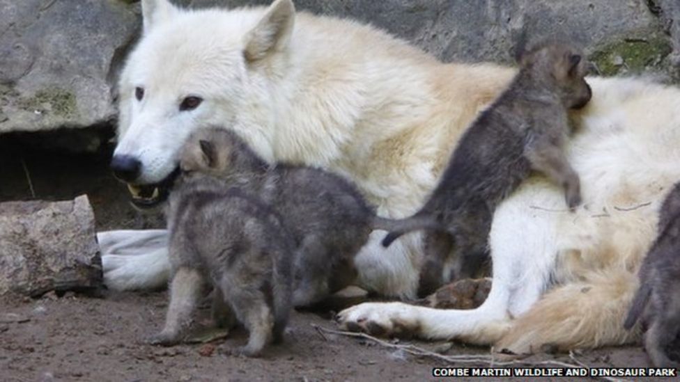 First UK litter of rare Hudson Bay wolf pups born in Devon - BBC News
