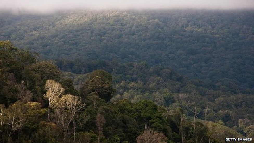 Unlikely 'champion' in battle for Indonesia's forests - BBC News