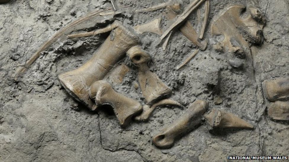 Wales' 'first meat-eating' Jurassic dinosaur on show - BBC News