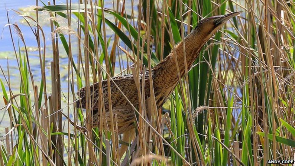 Bitterns breed for first time at Attenborough Nature Reserve - BBC News
