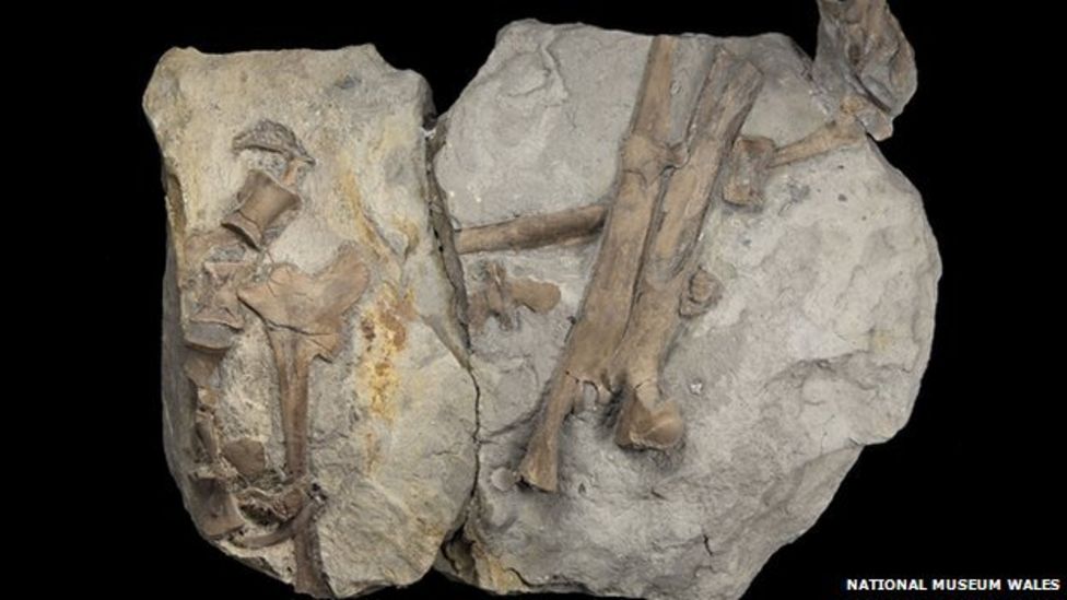 Wales' 'first meat-eating' Jurassic dinosaur on show - BBC News